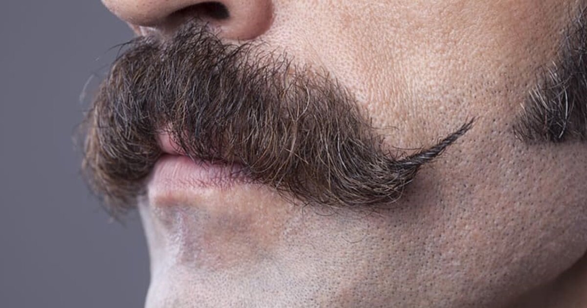 Find the Moustache Animals Quiz - By alvir28