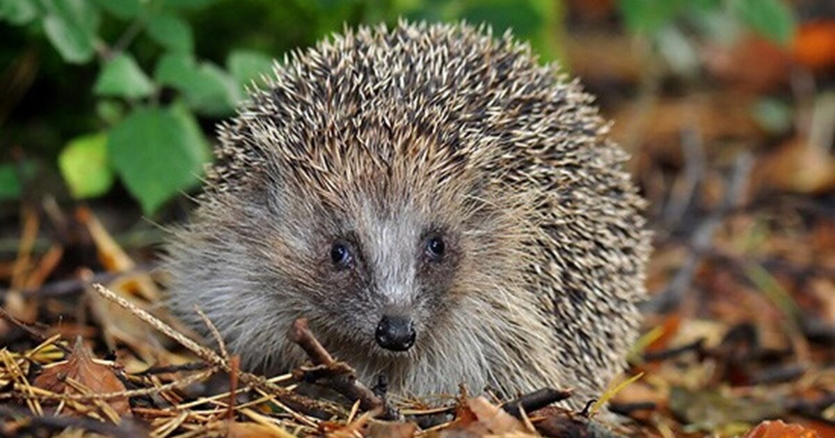 Find the Hedgehog Animals Quiz - By alvir28