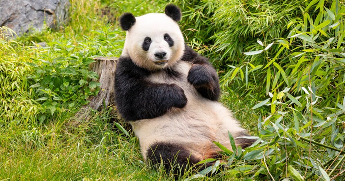 Find the Panda Vehicles Quiz - By alvir28