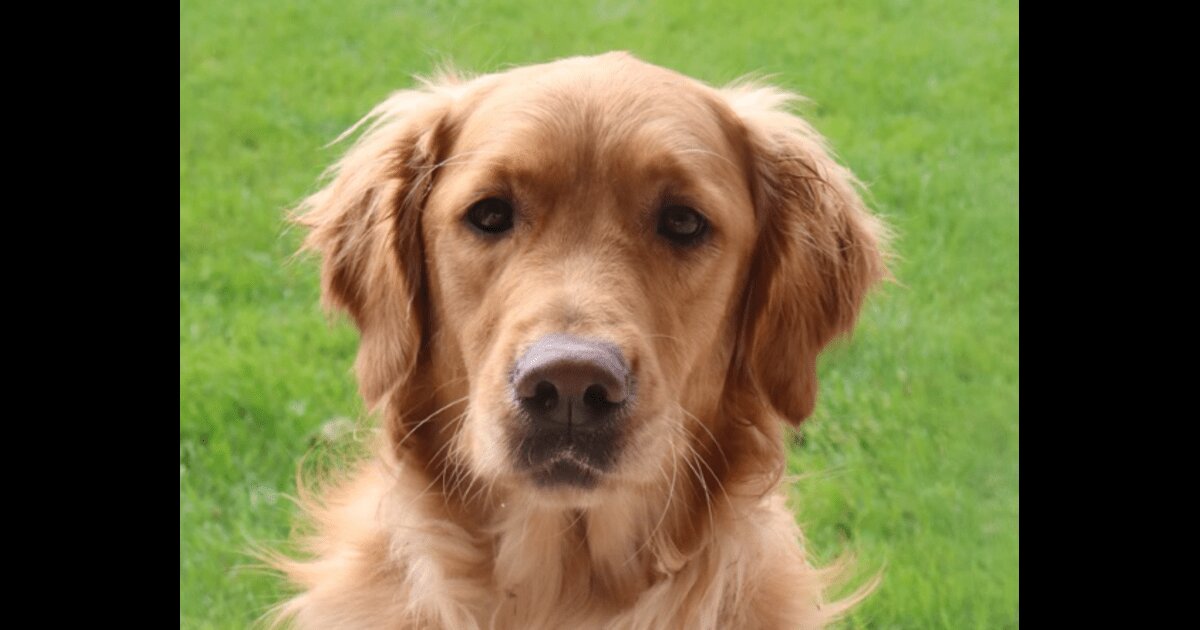 Picture Click: Let's Retrieve the Retrievers! Quiz - By frizzle99