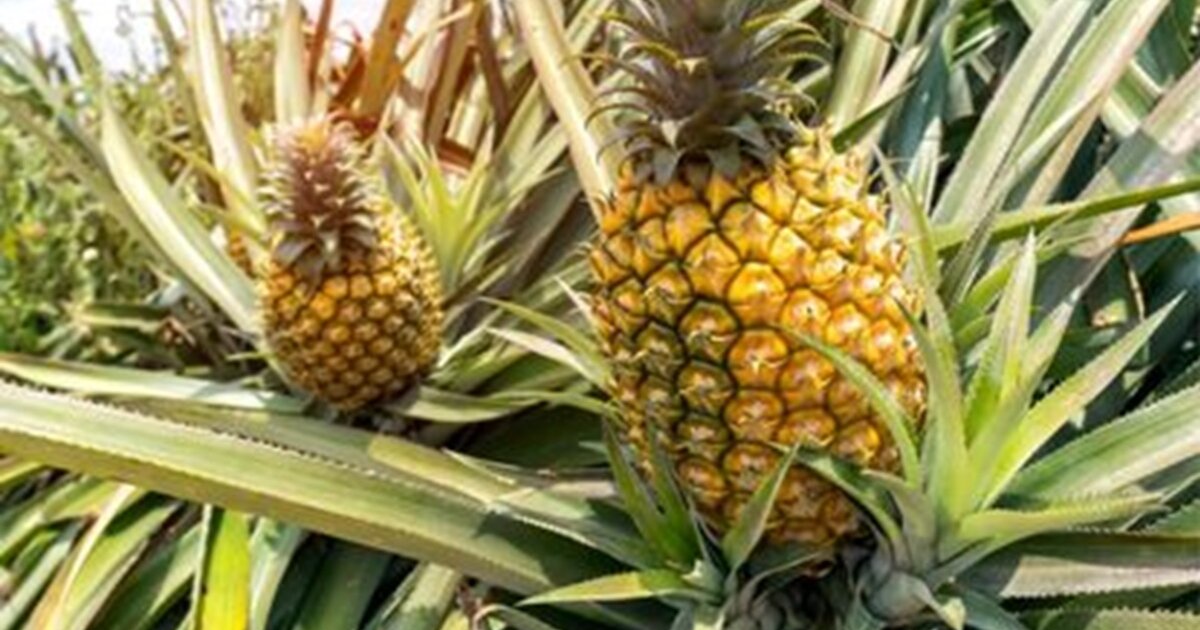 Find the Pineapple Animals Quiz - By alvir28