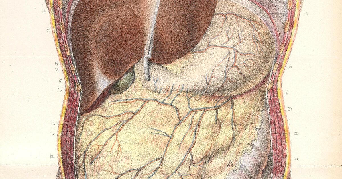 10-by-10 Pick: Anatomy Quiz - By MGPenguin