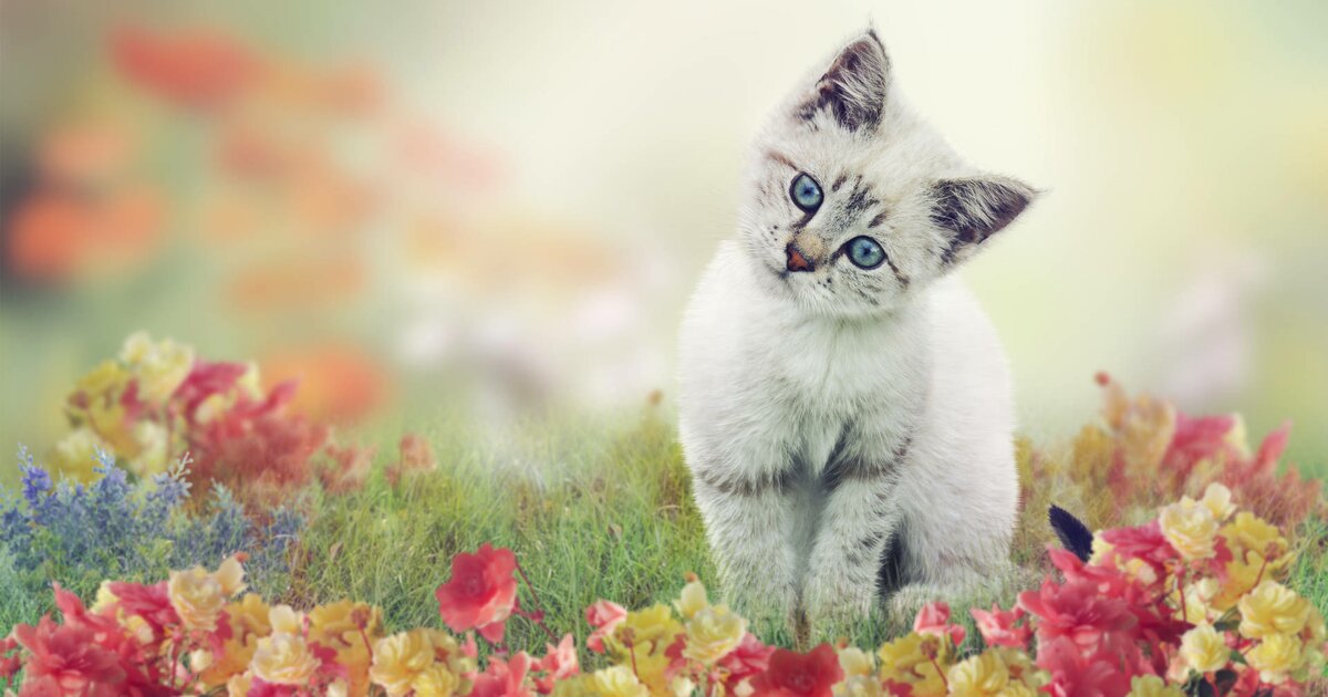 Calendar Cats: May Quiz - By rae_cat