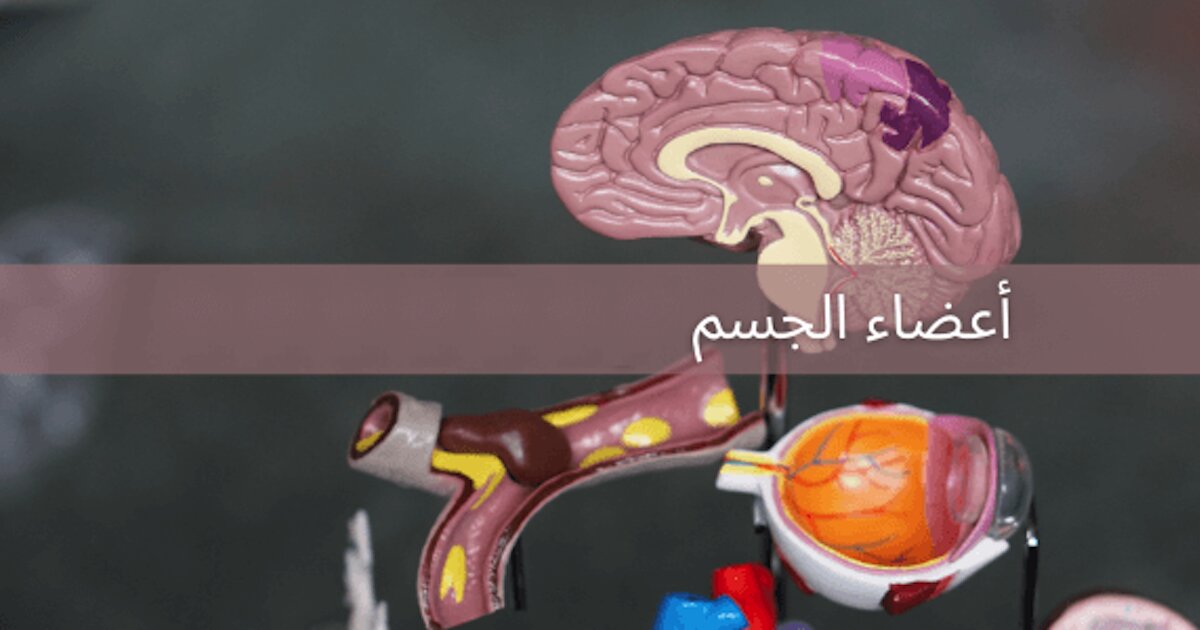 Thematic Standard Arabic Vocabulary V: Body Parts Quiz - By elroy