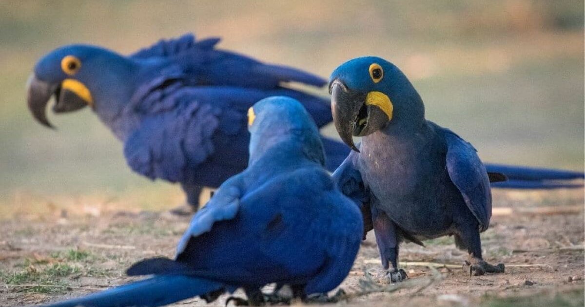 Critically Endangered Birds (III) Quiz - By thebail