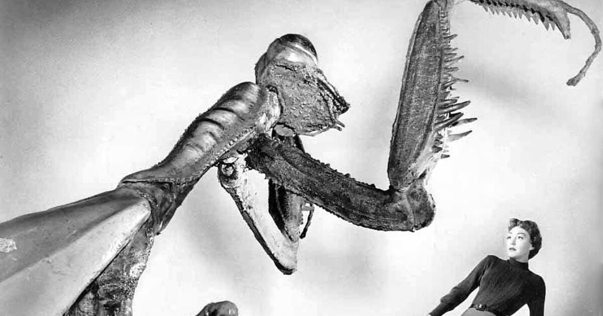 Quick Pick: Deadly Insect Quiz - By biggs364