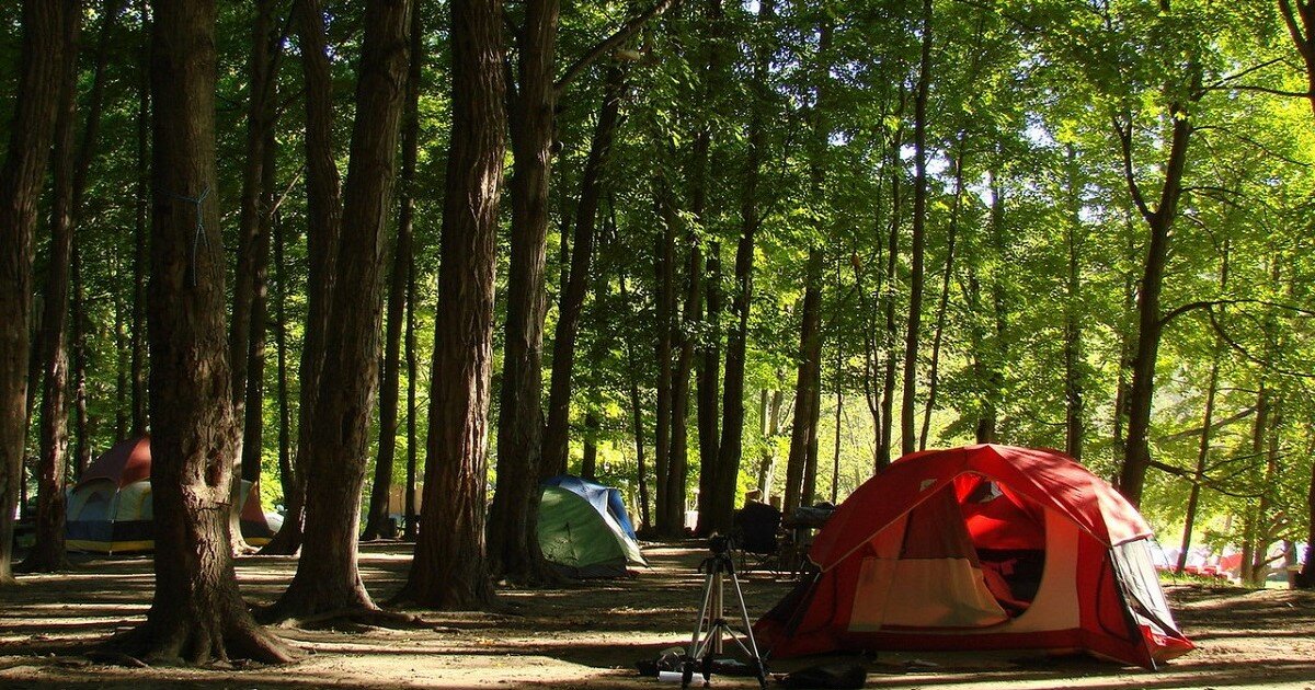 Tents and Trees Logic Puzzle #262 Quiz - By garolo