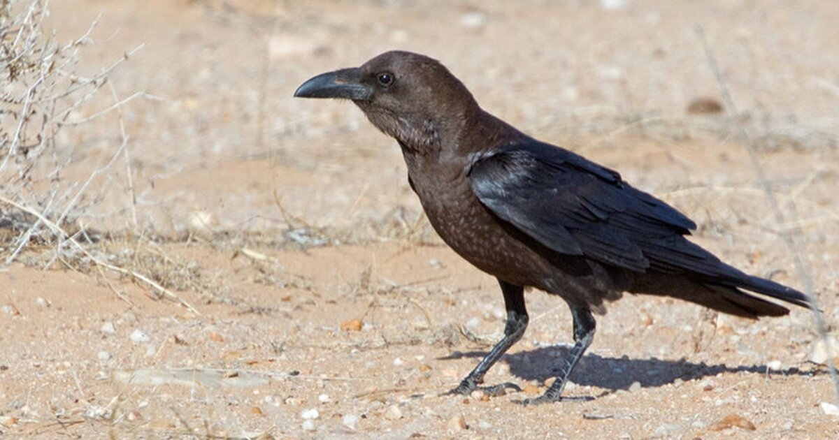 Find the Raven Animals Quiz - By alvir28