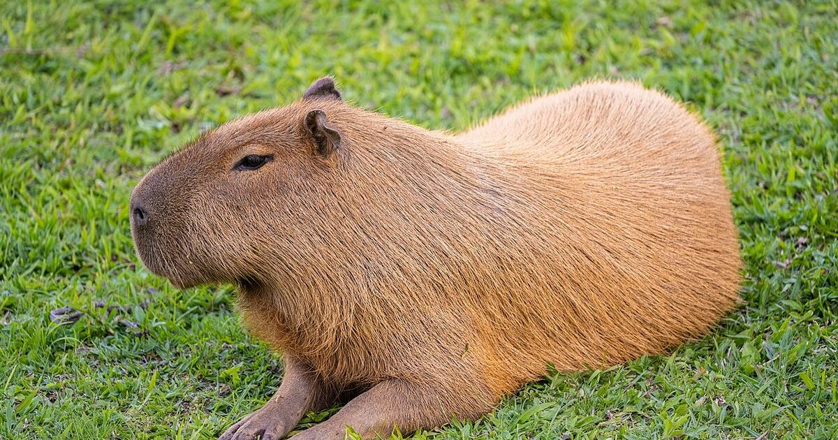 Order Up: Capybara Quiz - By quinndarling2000