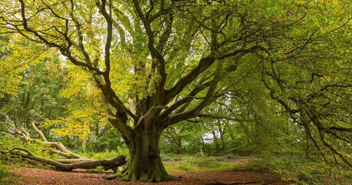 Branching Out: 'A' Words Quiz