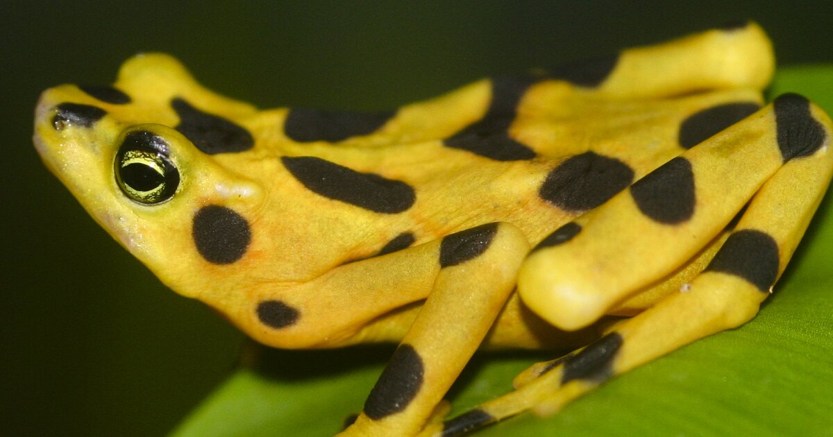 Pick the frogs Quiz - By LizardInBowties