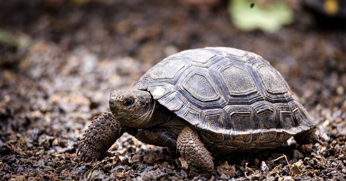 Critically Endangered Reptiles (II) Quiz - By thebail