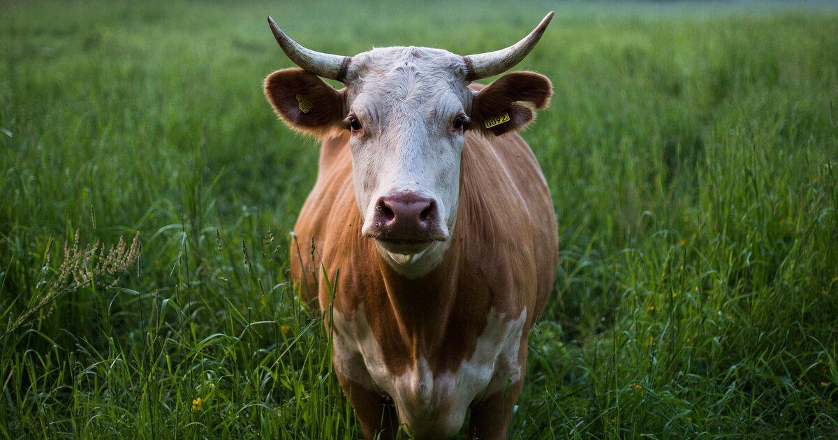 Order Up: Ogden Nash's 'The Cow' Quiz - By WordsAndNumbers