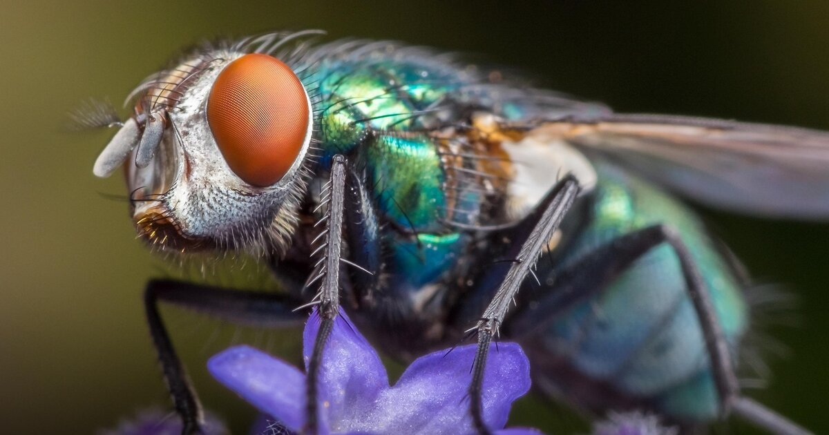 Order Up: Ogden Nash's 'A Flea And A Fly In A Flue' Quiz - By ...