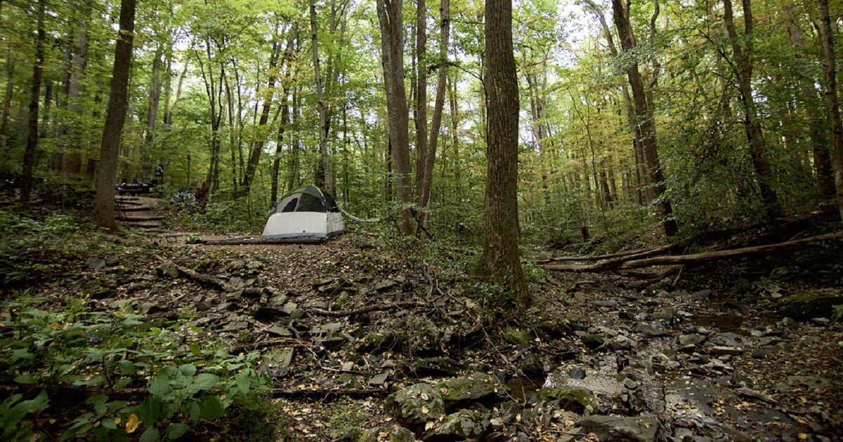 Tents and Trees Logic Puzzle #263 Quiz - By garolo