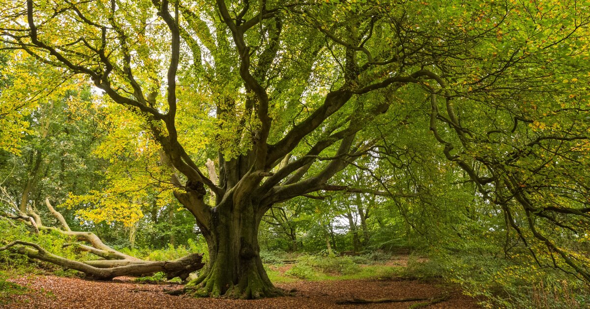 Branching Out: 'I' Words Quiz - By Party555