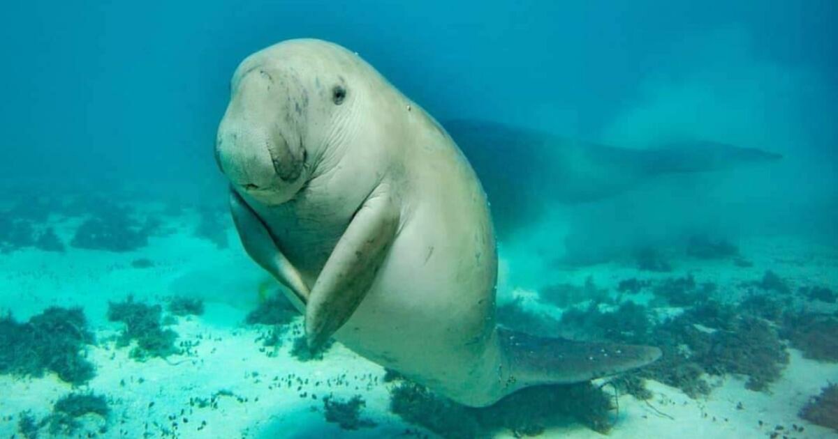 Order Up: Dugong Taxonomy! Quiz - By sparkblip