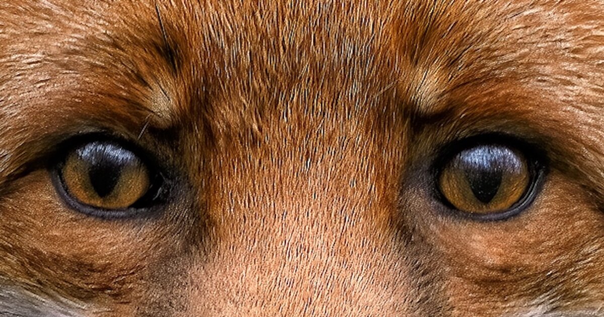 Sunday Crossword: Reveal the Theme Quiz - By pibble