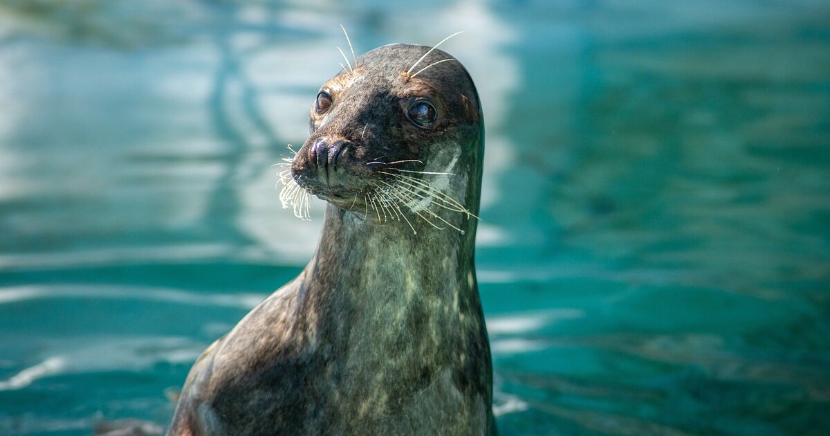 Word Hunt: Biological Classifications Quiz