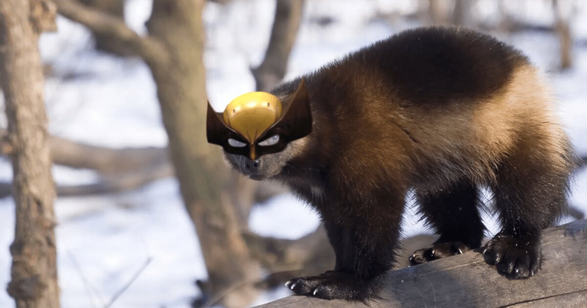 Order Up: Wolverine Taxonomy! Quiz - By sparkblip