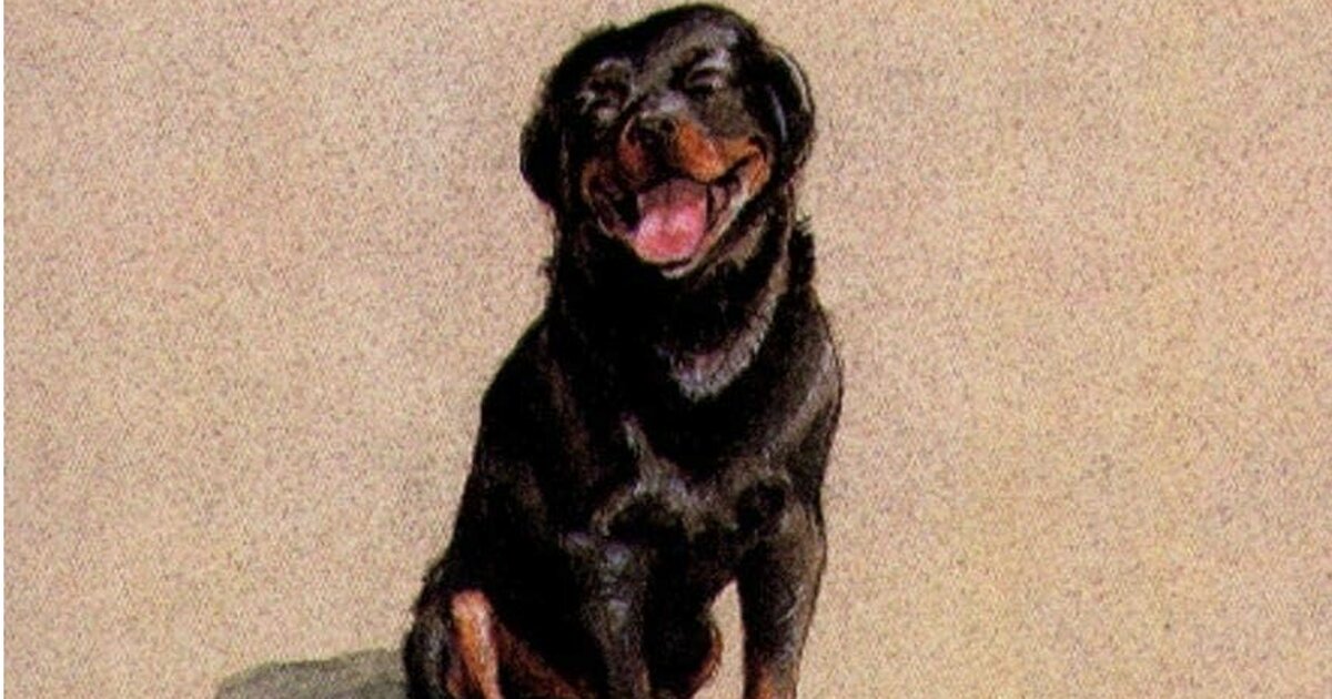 Trivia in Every Category: Dogs Quiz - By Tasi