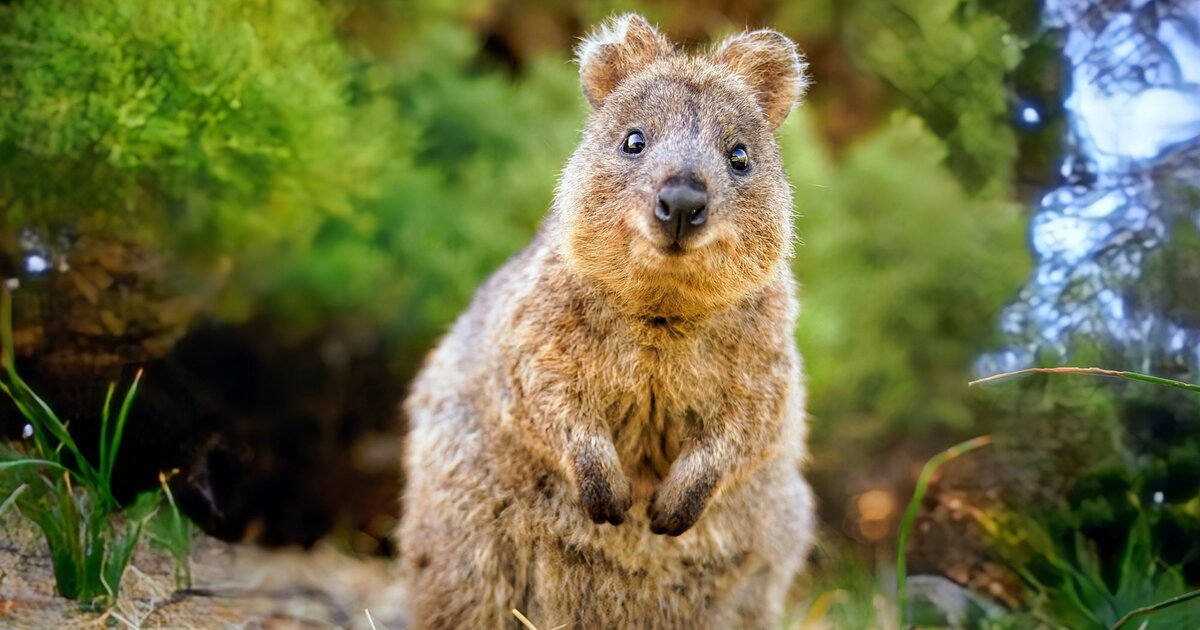 Marsupial Minefield Quiz
