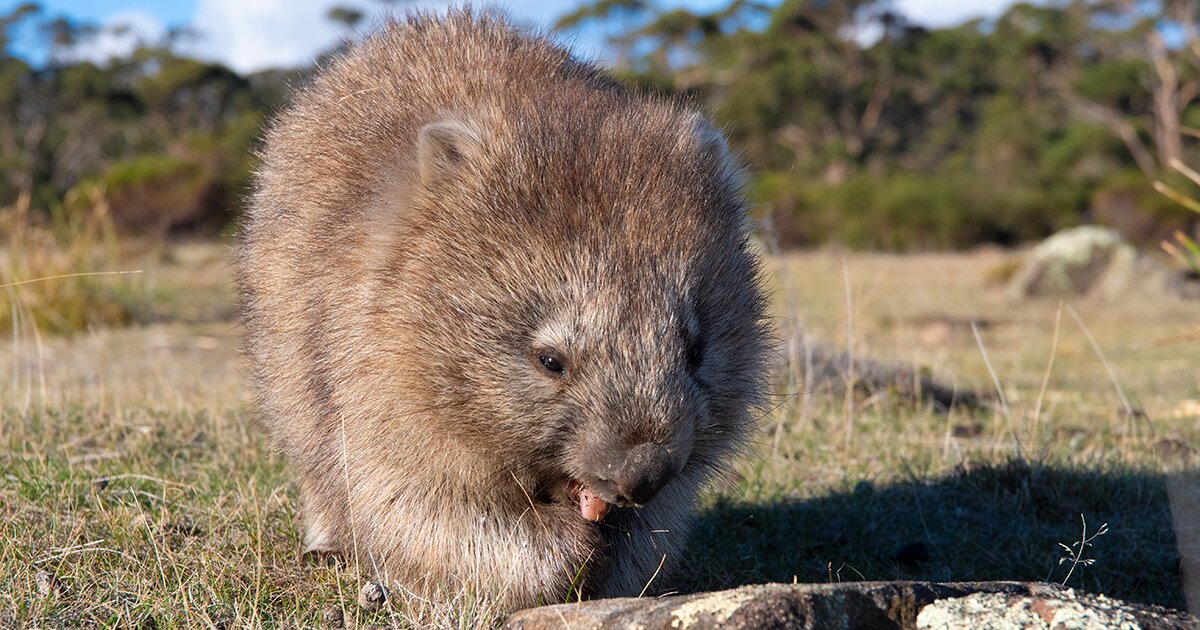 Marsupial Word Search Quiz - By kad_2727
