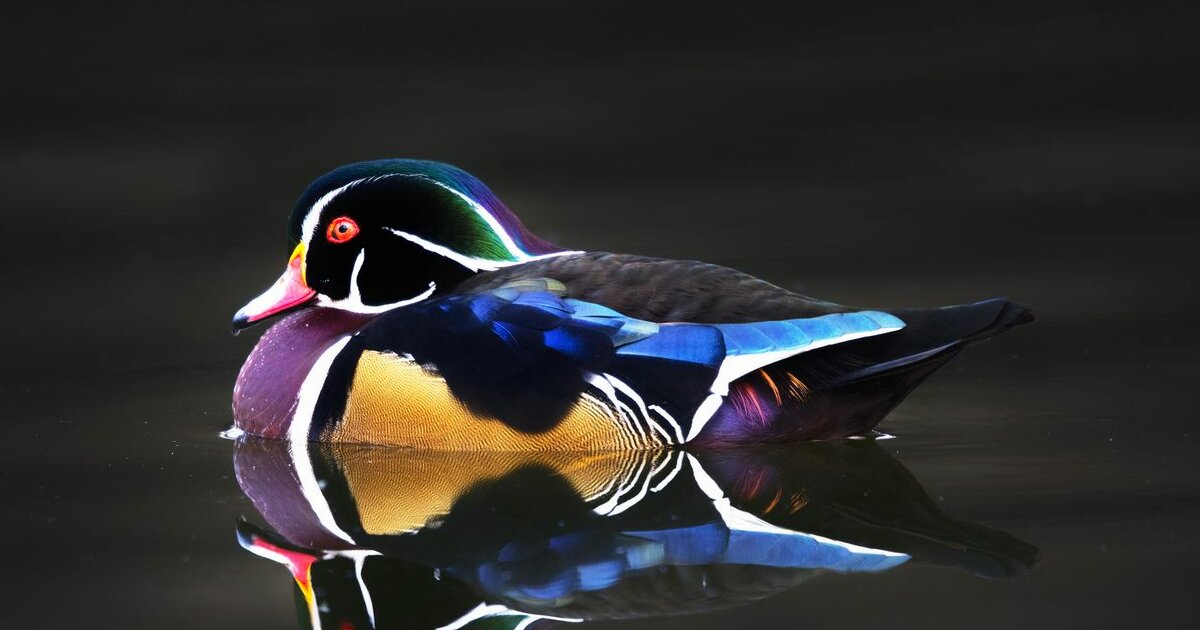 Weird Ducks Quiz - By SnakeInMyHat