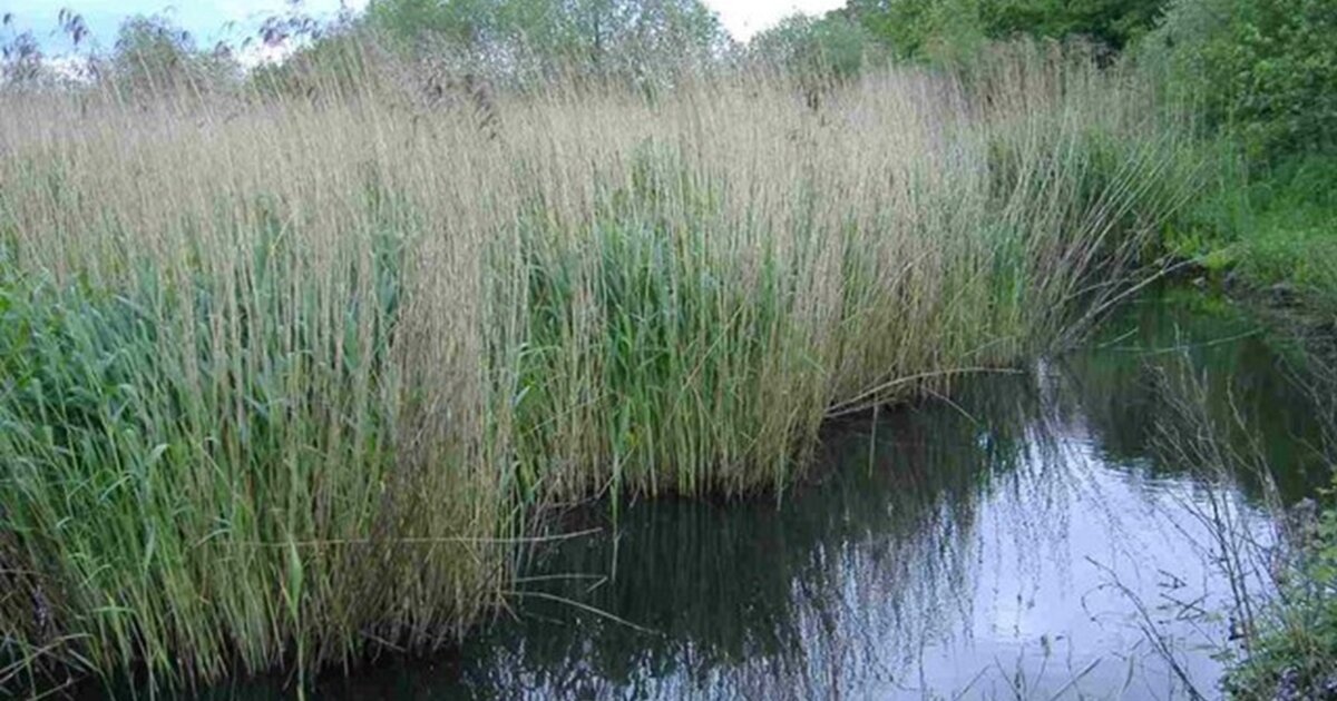 Find the Reed Animals Quiz - By alvir28