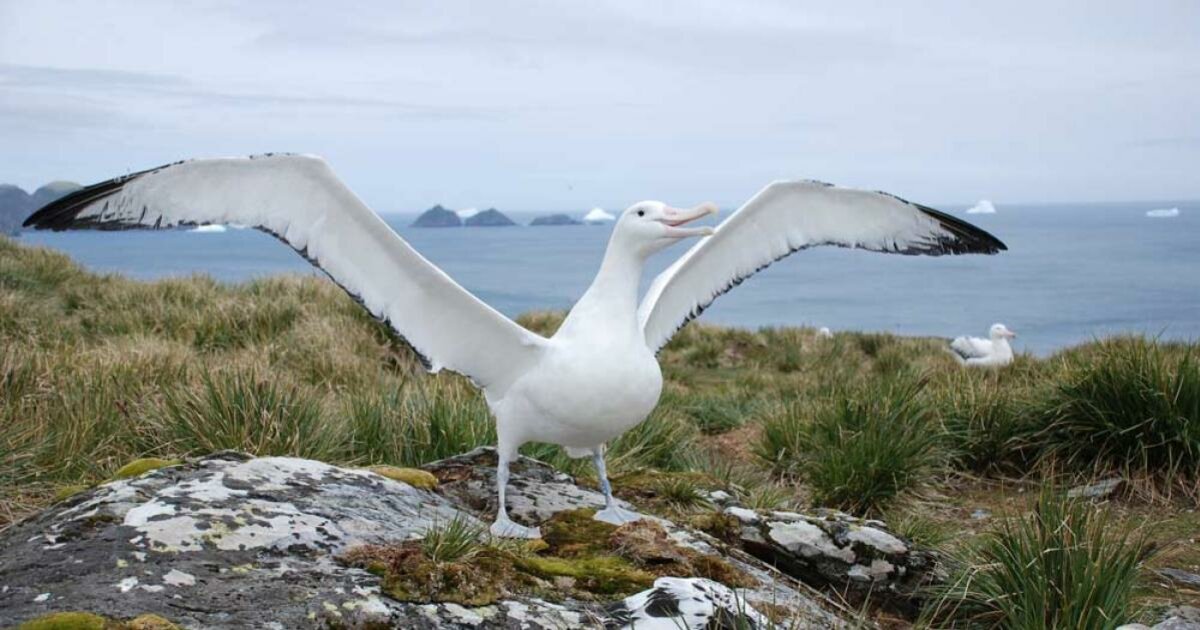 Order Up: Snowy Albatross Taxonomy! Quiz - By sparkblip
