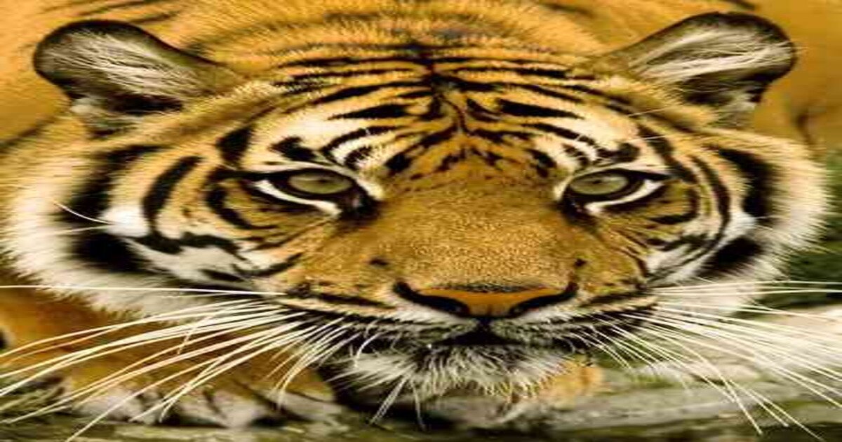 Mixed Word Search: Animals Quiz - By Bigt21