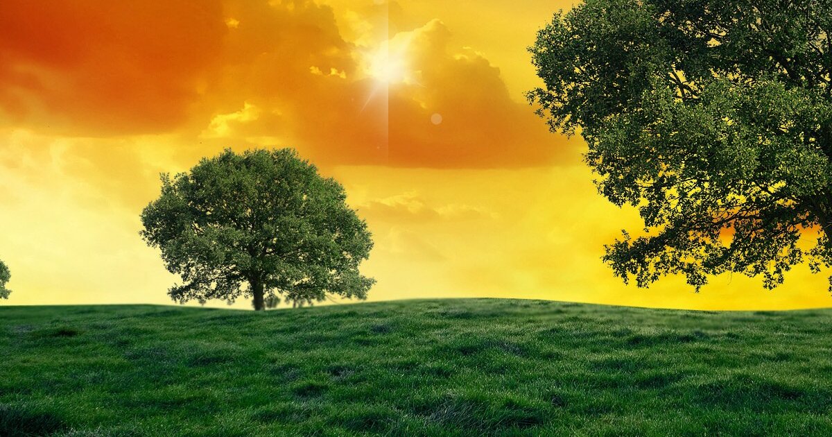 These Scrambled Trees are Missing a Letter Quiz - By conita63