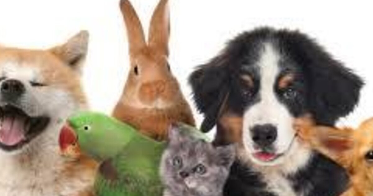 Pet logic Quiz - By JBirdDaHedgehog