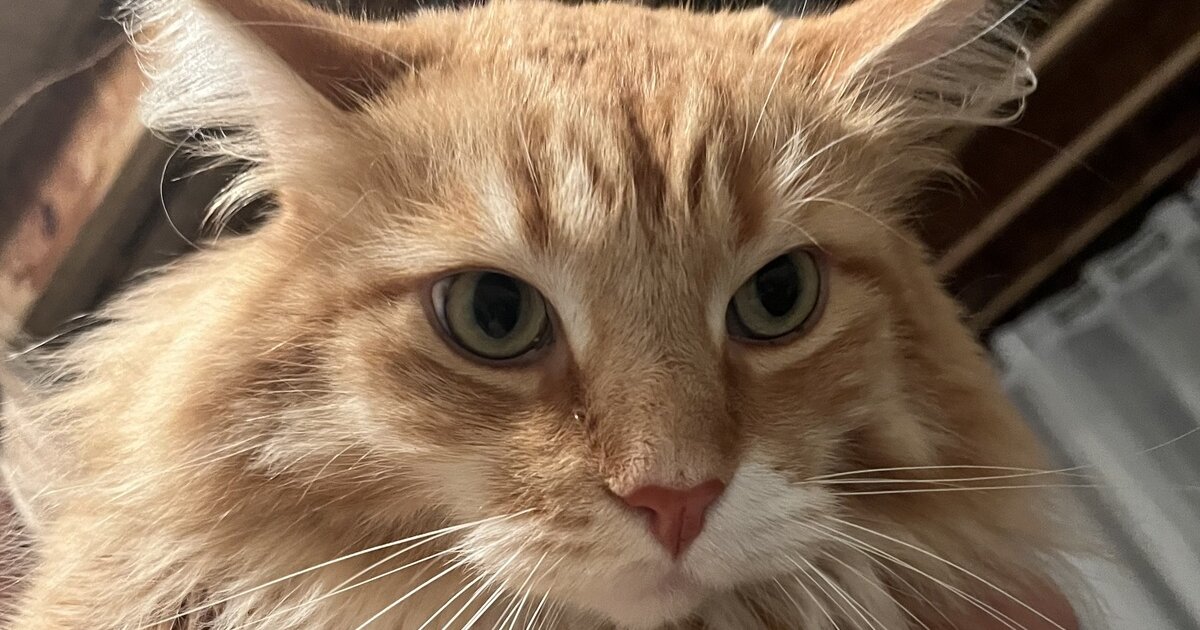 APWH East and Southeast Asia Map Quiz - By faaithkim