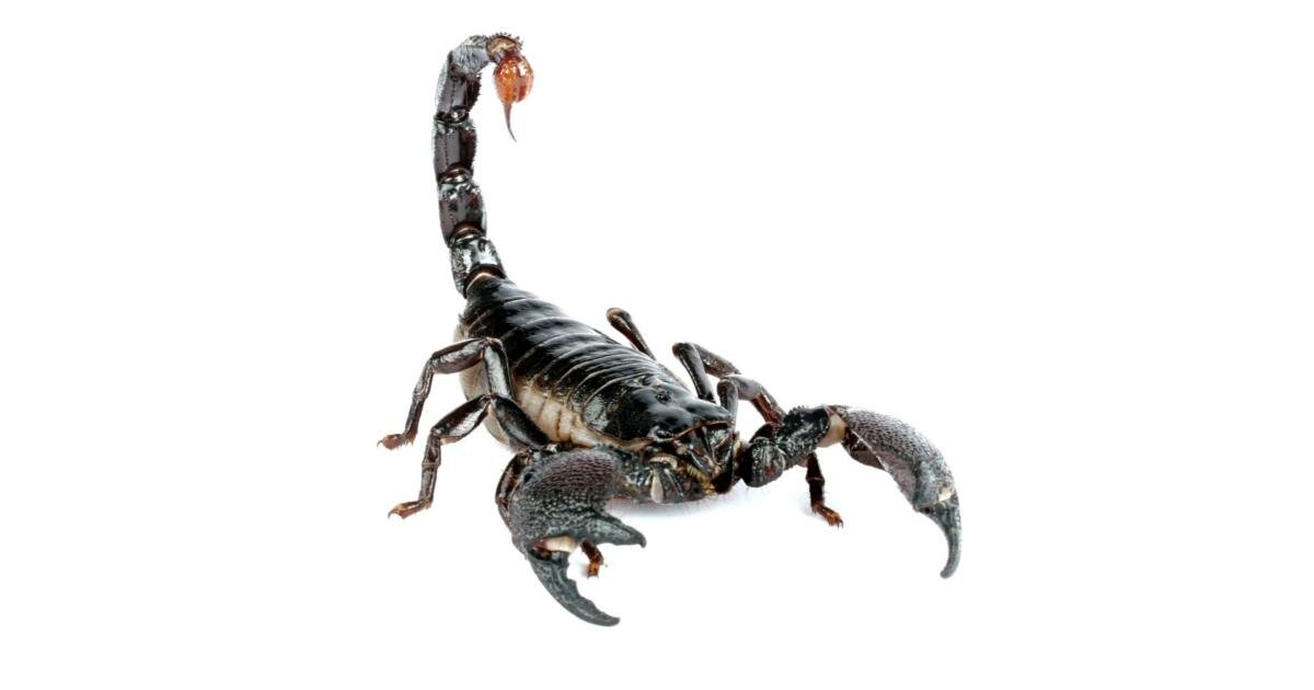 Order Up: Emperor Scorpion Taxonomy! Quiz - By sparkblip