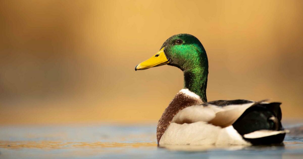 Order Up: Mallard Taxonomy! Quiz - By sparkblip