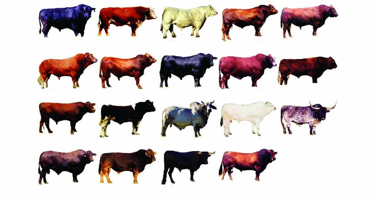 Word Hunt: Cattle Breeds Quiz - By nabean