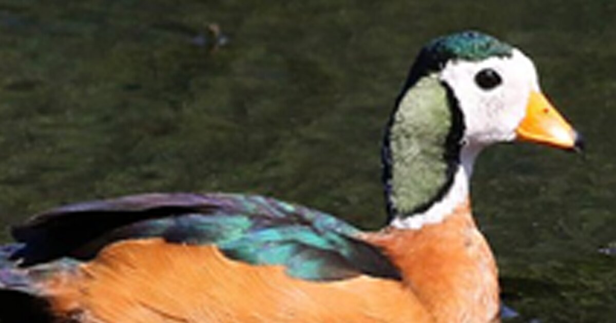 Find the 'AP' Animals II Quiz - By DragMoogle