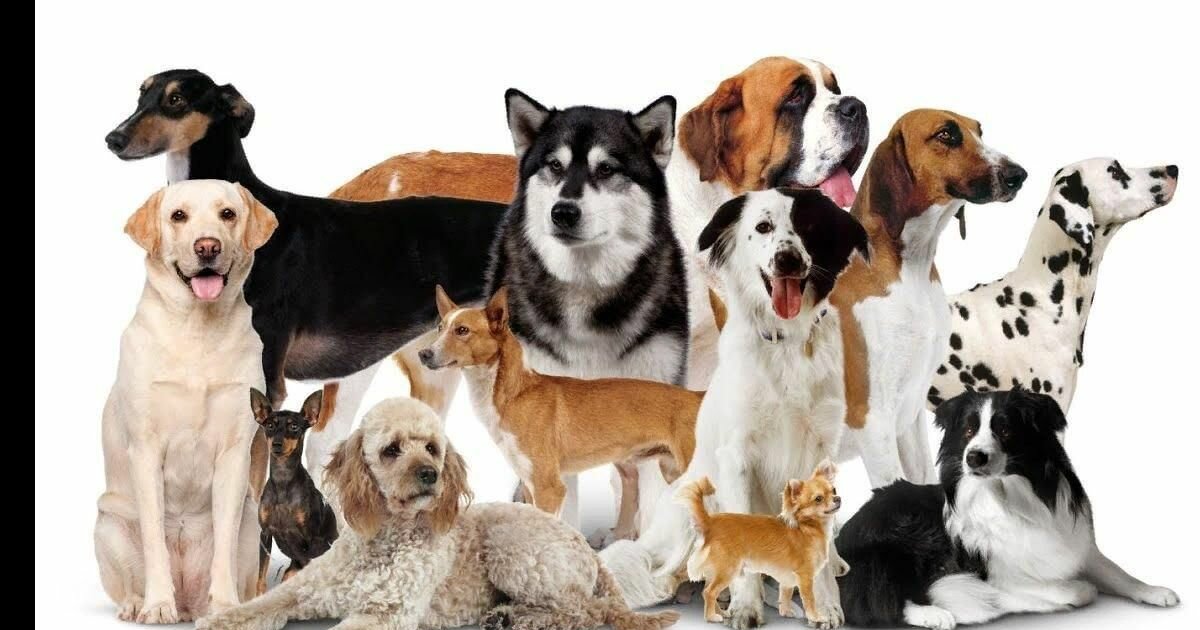 Alphabet Order: Dog Breeds Quiz - By renesmi12
