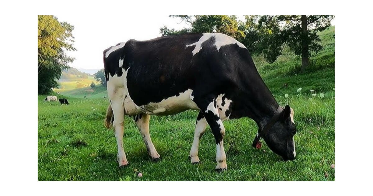 COWS!!! Quiz - By GOBLOB_8_ME