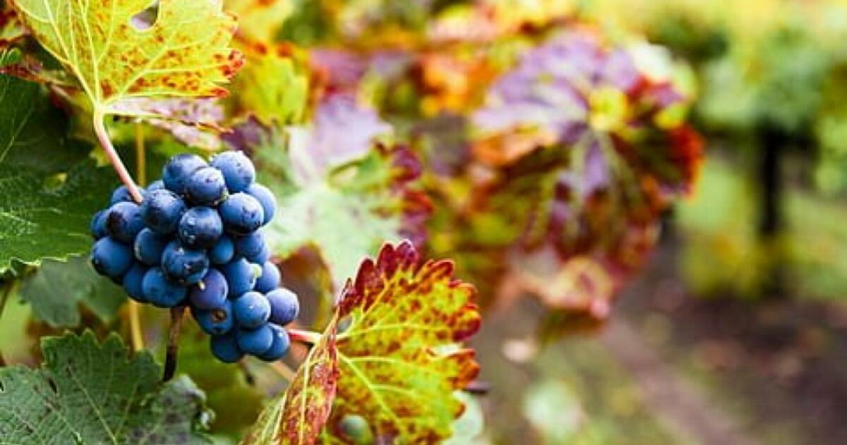 Order Up: California Wild Grape Taxonomy! Quiz - By sparkblip
