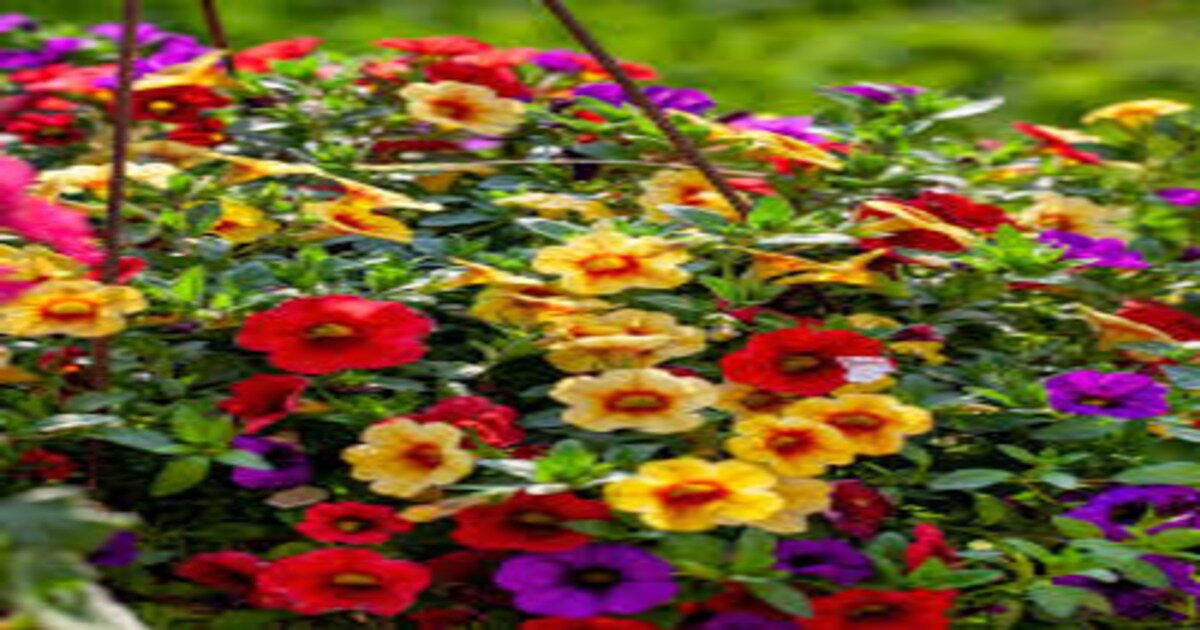 Mixed Word Search: Flowers Quiz - By Bigt21