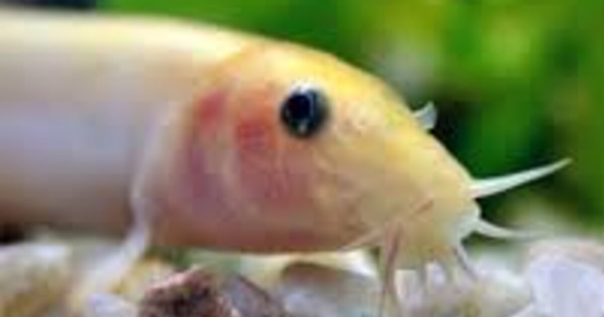True or False- Dojo Loach Quiz - By JBirdDaHedgehog