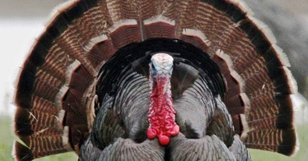 Order Up: Wild Turkey Taxonomy! Quiz - By sparkblip