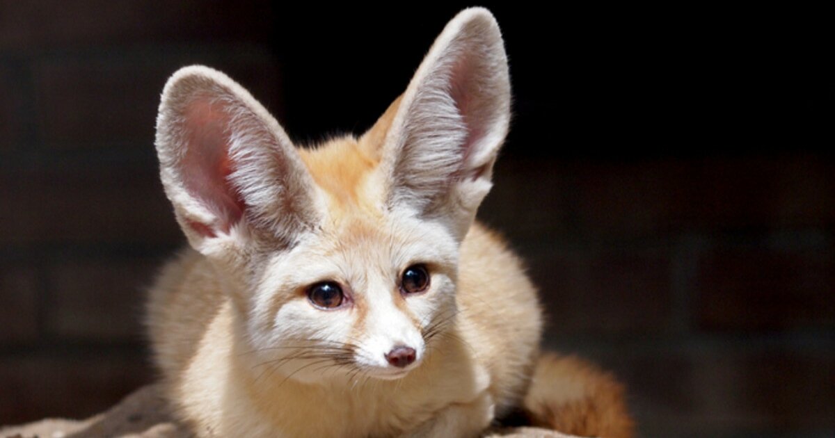 Alternate Animal Names II Quiz - By MonkeyDriver101