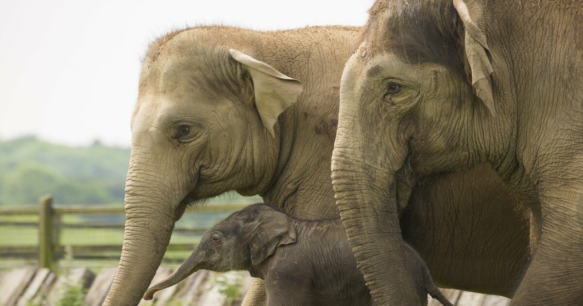 Every Animal Species At Whipsnade Zoo Quiz - By Thrill_Seeker