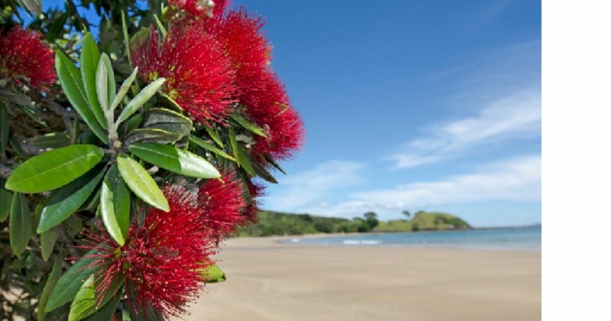 Word Search: Christmas in Australia and New Zealand Quiz - By Narduc