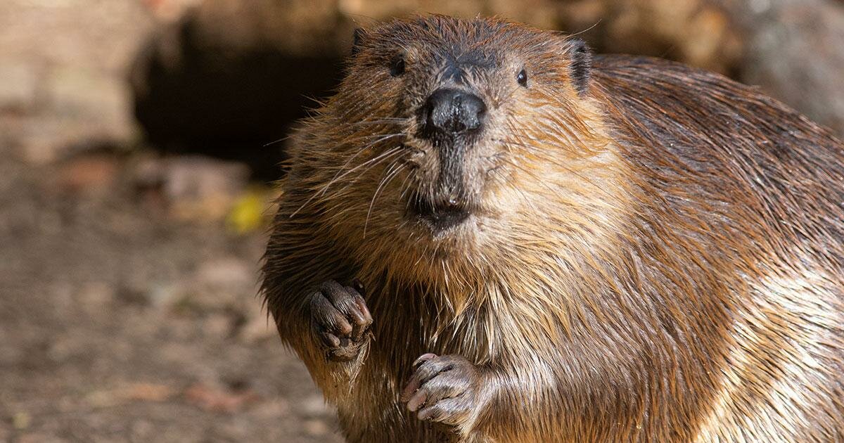 Beaver Finder Minefield Quiz - By Ryan-Gaming