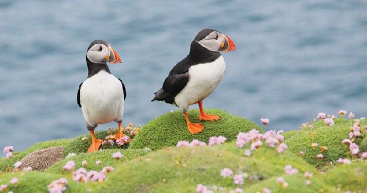 Order Up: Atlantic Puffin Taxonomy! Quiz - By sparkblip