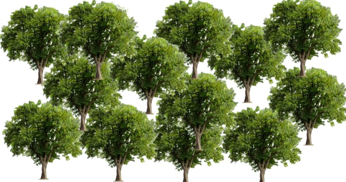 Killer Forest 17 - Double Spaces Quiz - By FGR